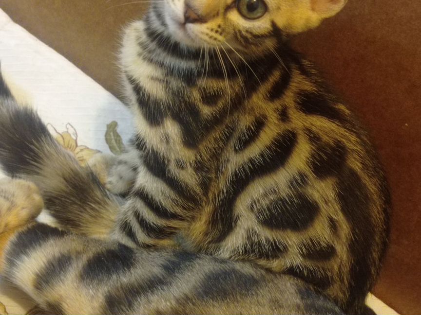 Бенгальская девочка 2 мес