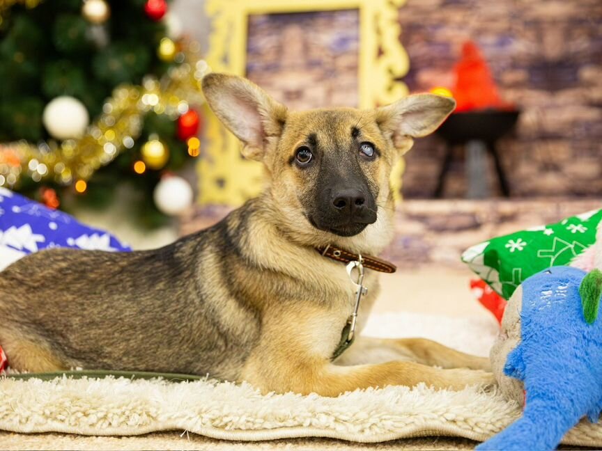 Собака девочка