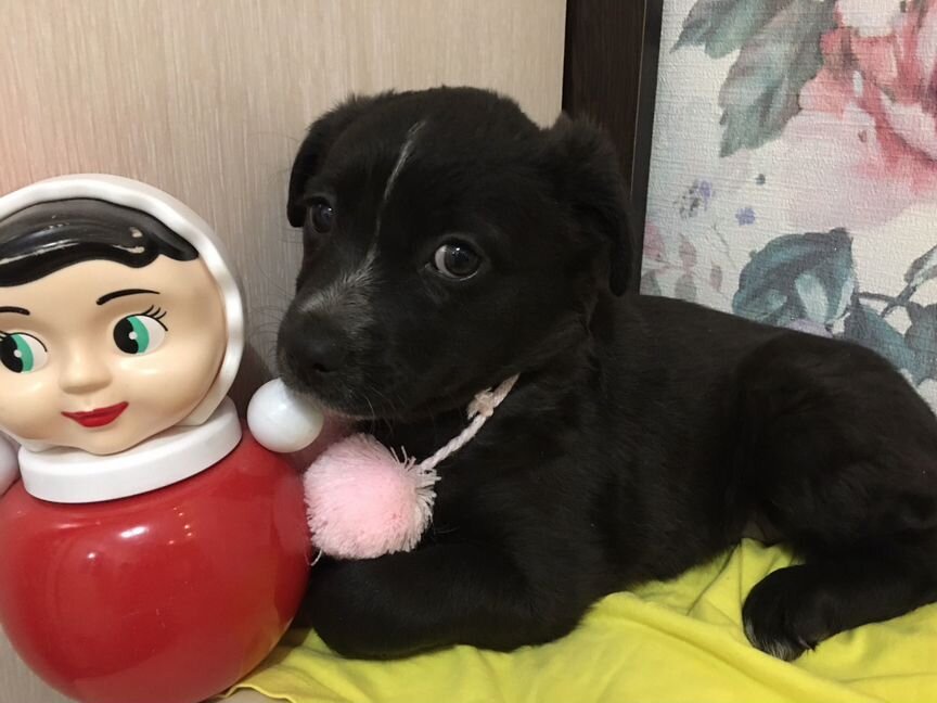 Нужен дом для щенка