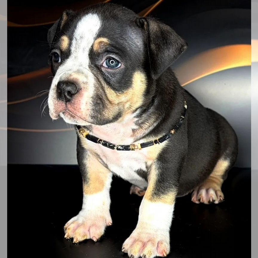 Американский булли, щенок