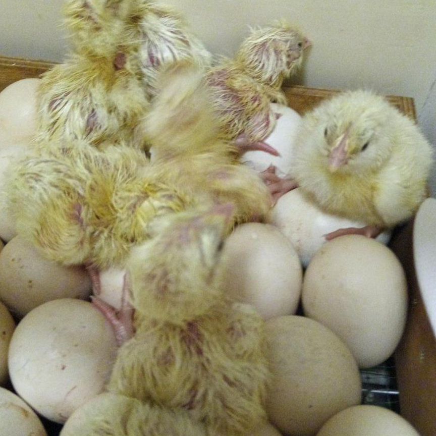 Цыплята мини мясные, инкубаторное яйцо