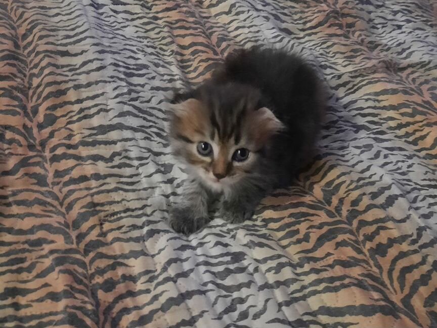 Котята в добрые руки 1 месяц