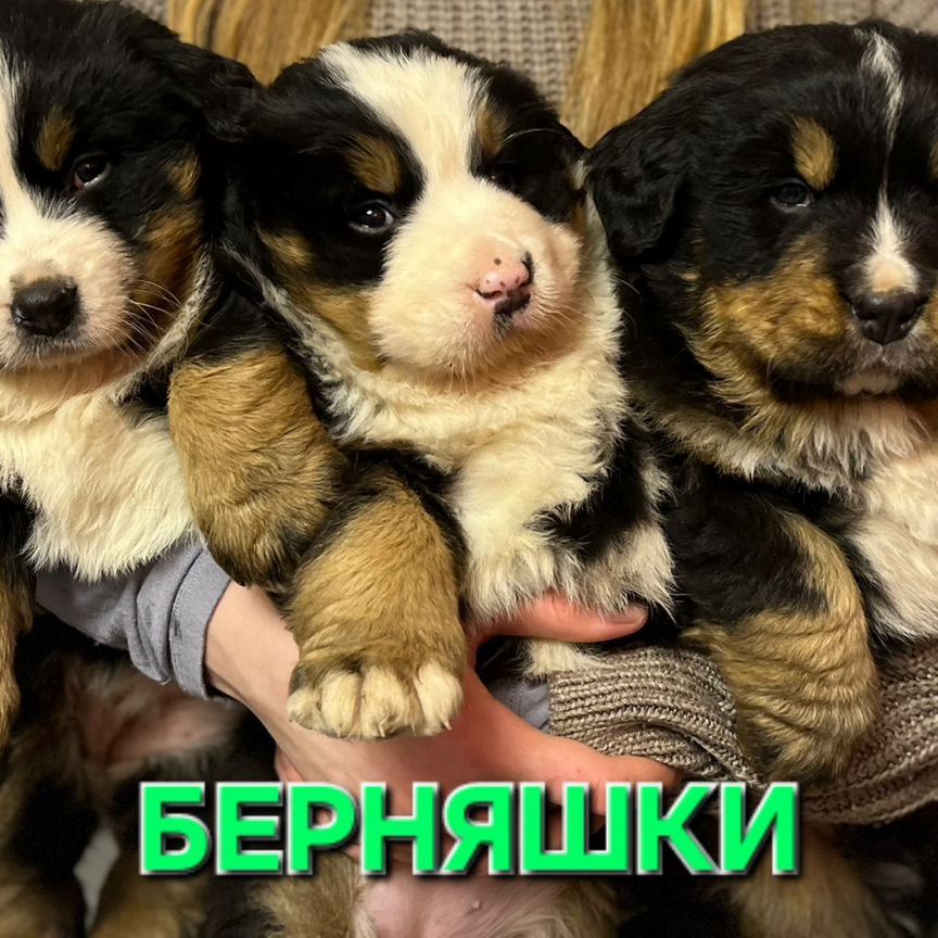 Продам щенов