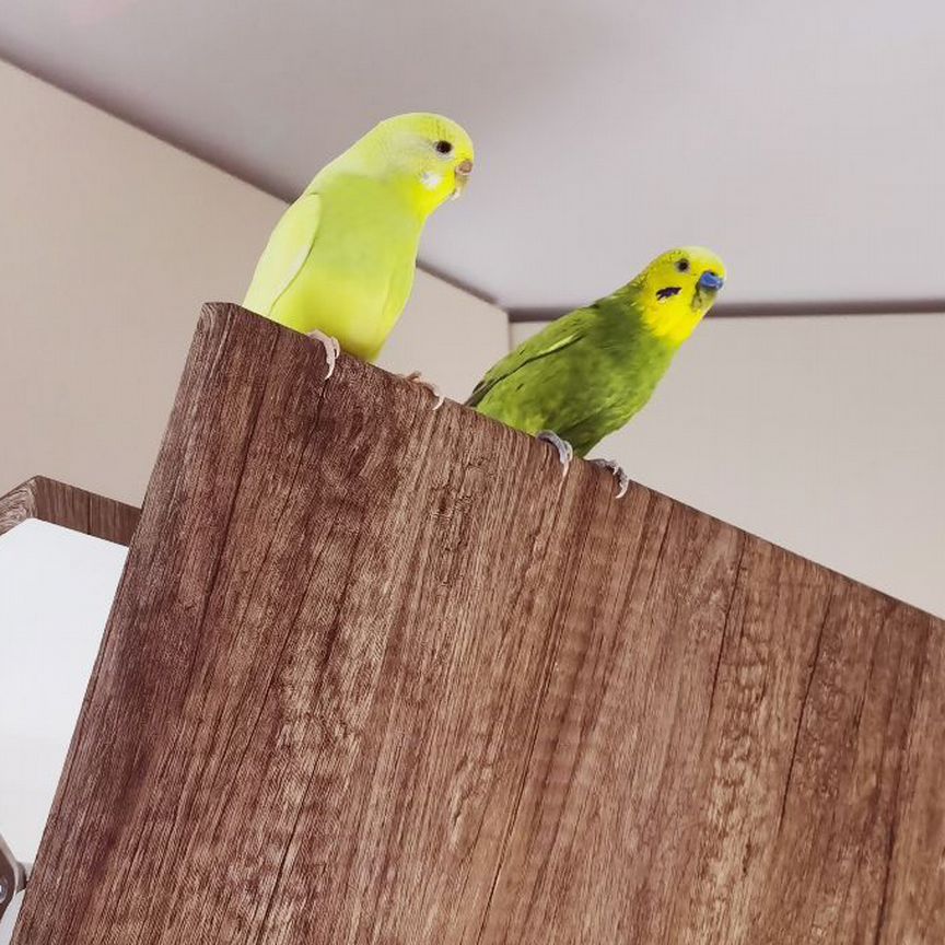 Волнистые попугаи