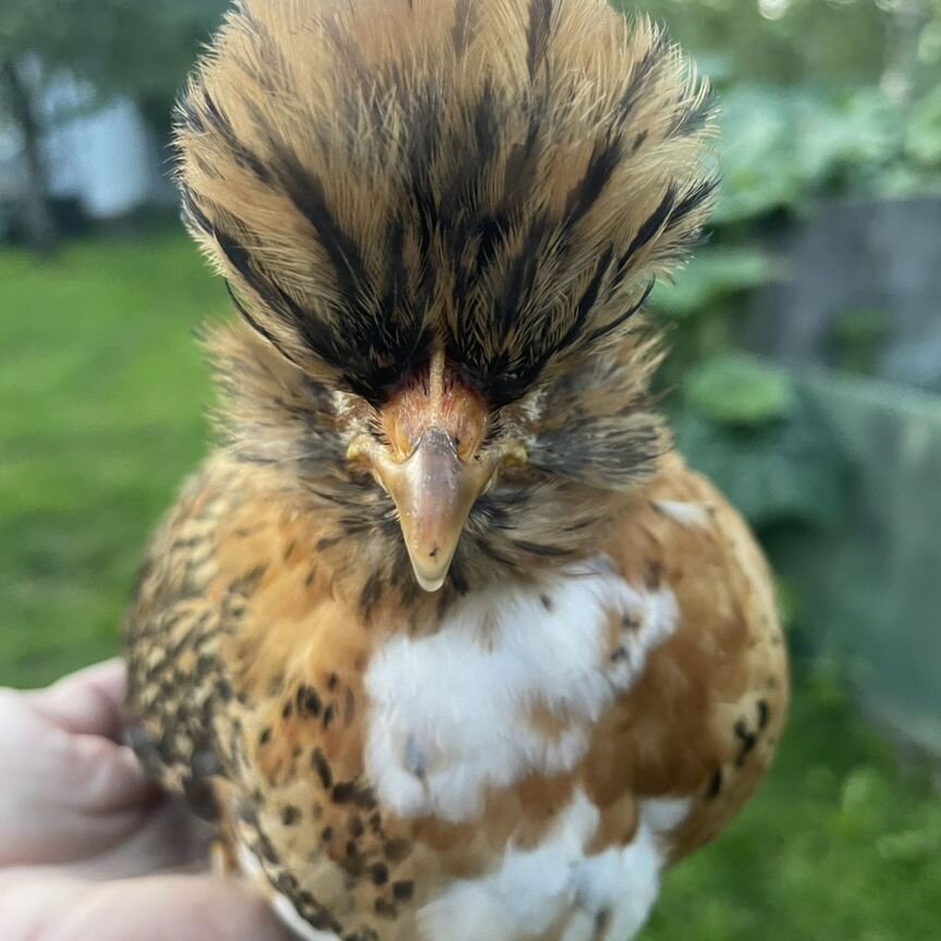 Цыплята декоративные алтайские бентамки