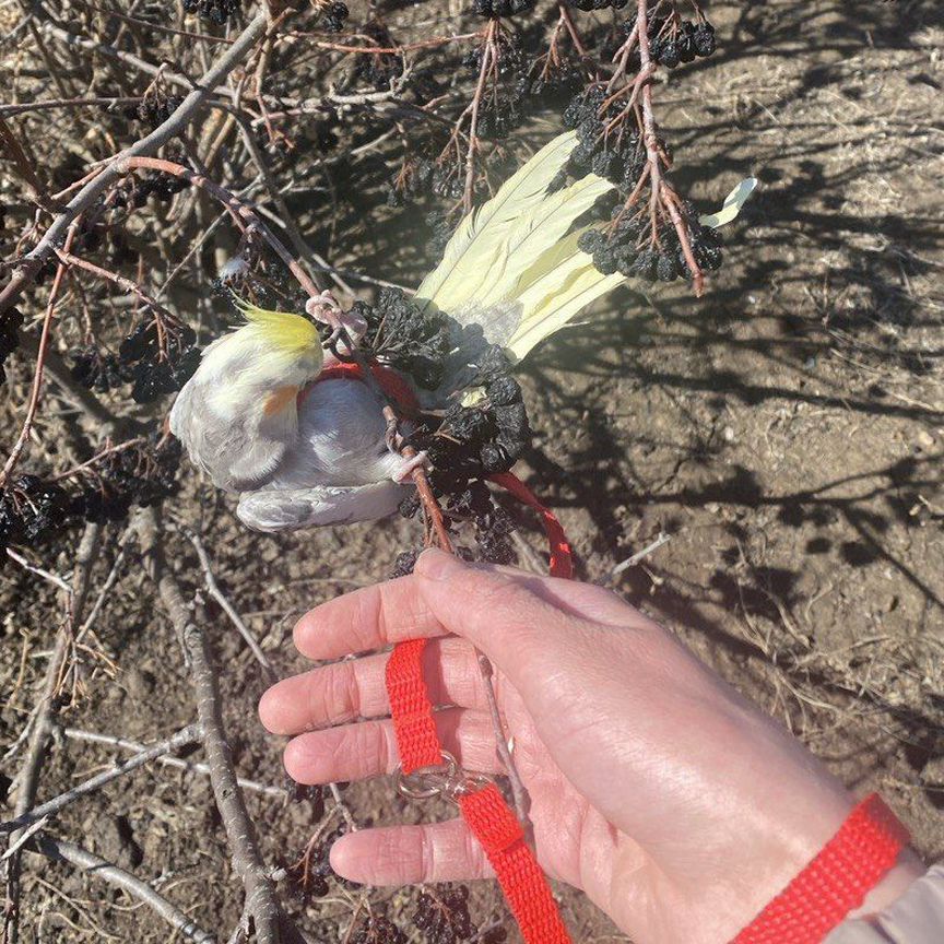 Попугай корелла ручной