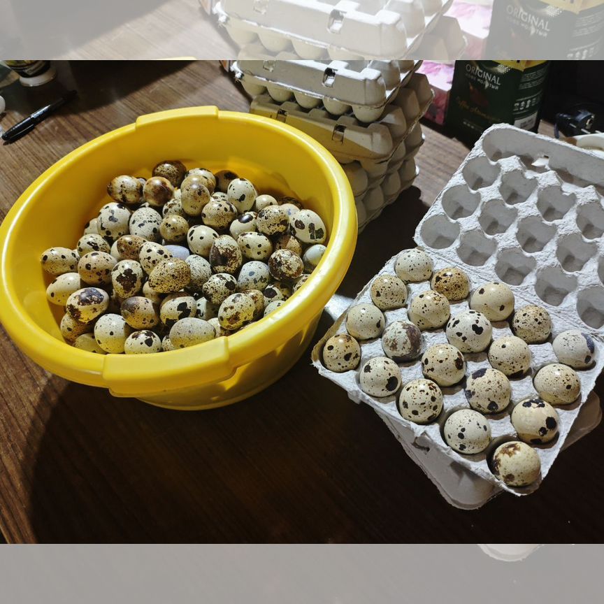 Инкубационное яйцо перепелов