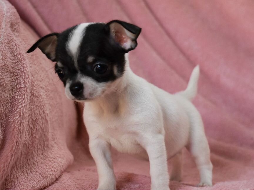 Щенки чихуахуа