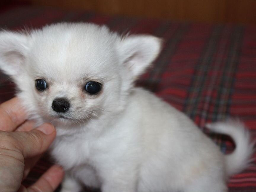 Кремовая мини девочка чихуахуа