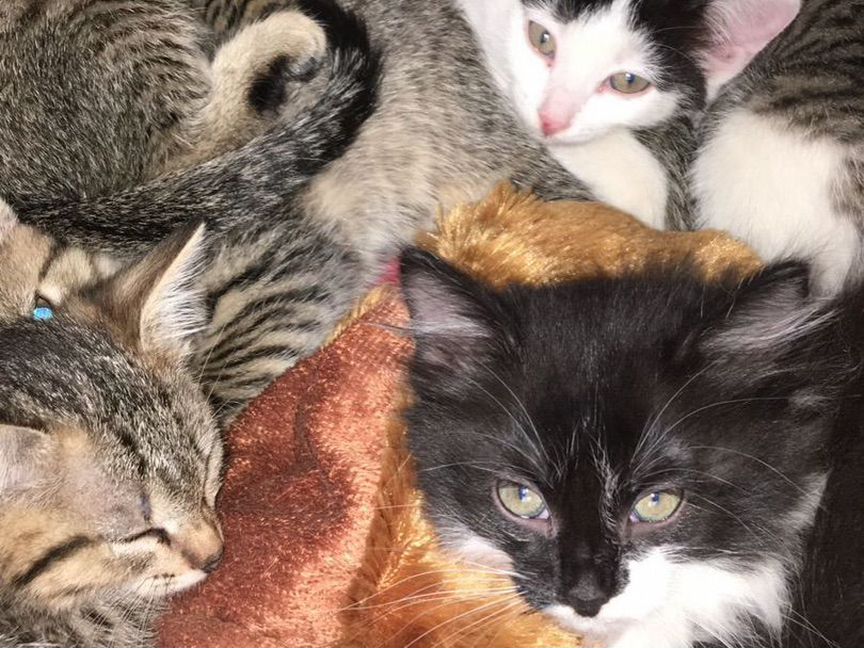 6 котят 1,5 мес
