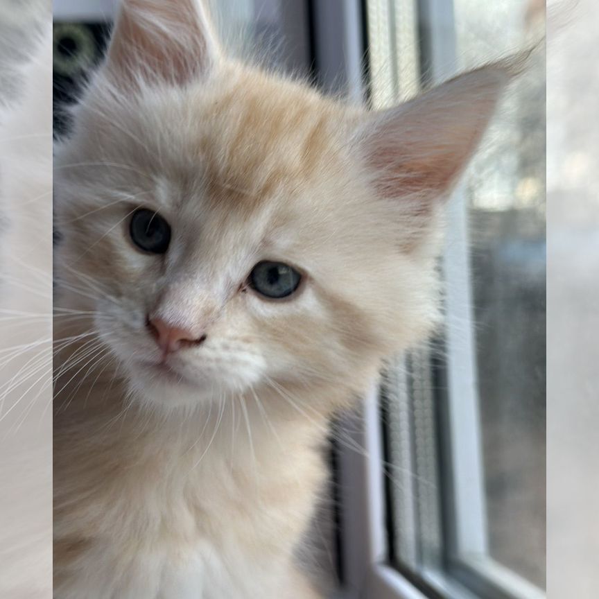 Мейн-кун котёнок