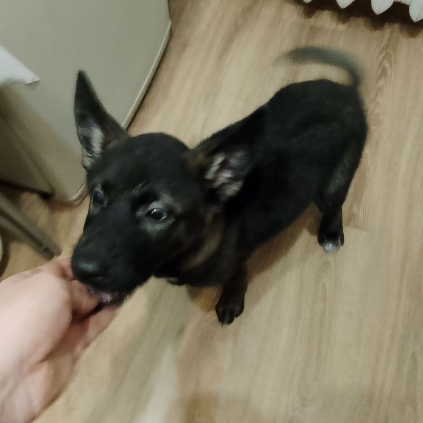 Бельгийская овчарка, щенок