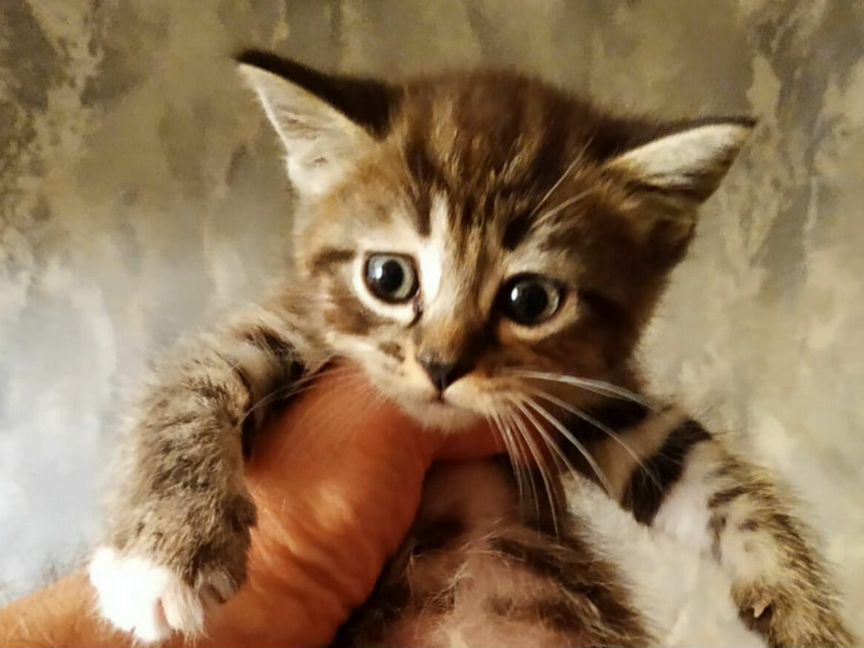 Котëнок, полосатая девочка, в добрые руки