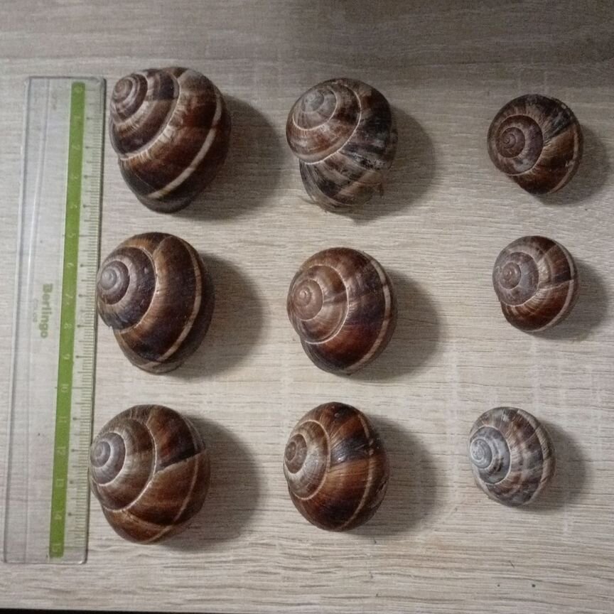 Ракушка виноградной улитки