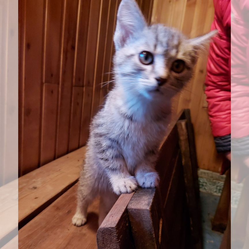 Котята в добрые руки приучены к лотку