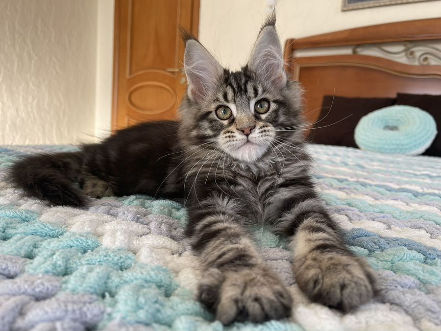 Винни котик мейн кун в классическом окрасе