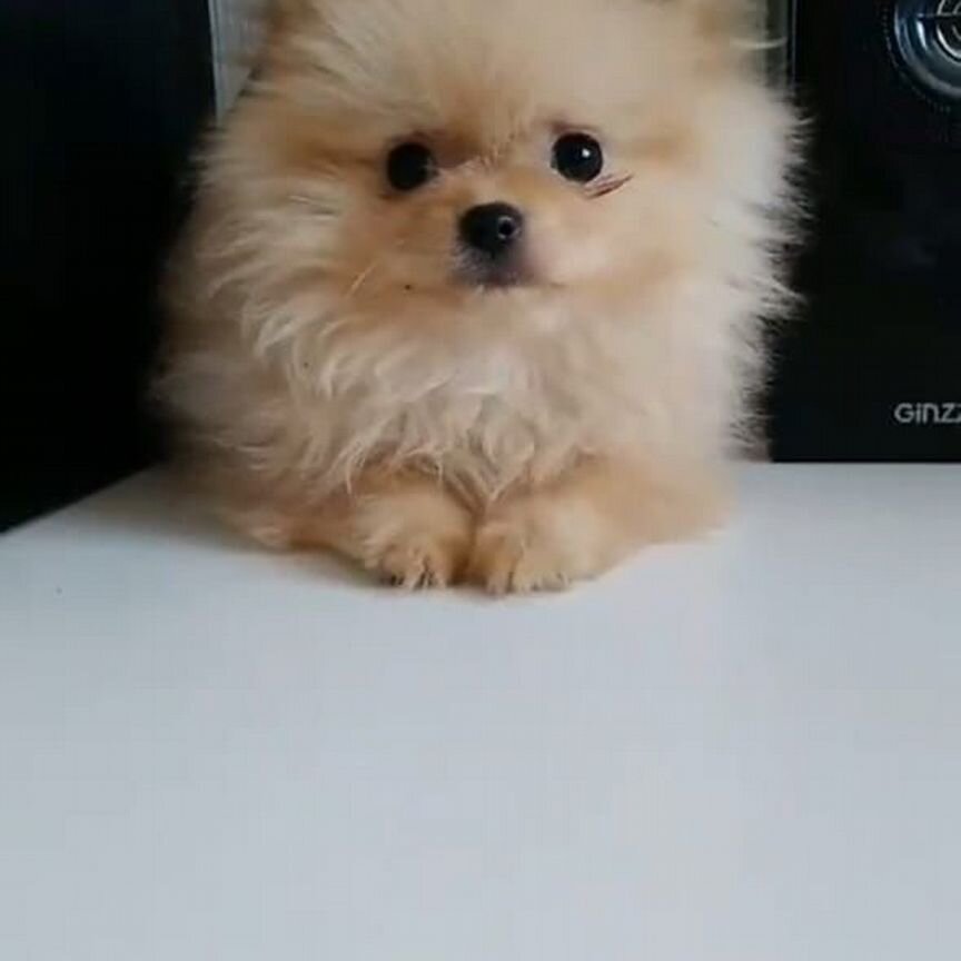 Шпиц