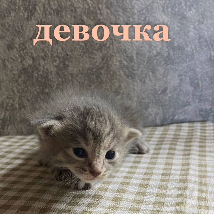 Британский длинношёрстный котёнок