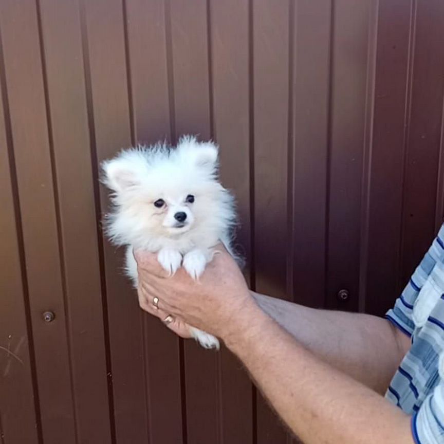 Померанский шпиц мини