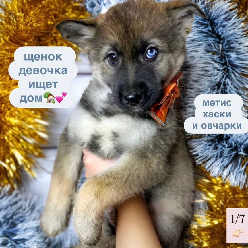 Щенок в добрые руки