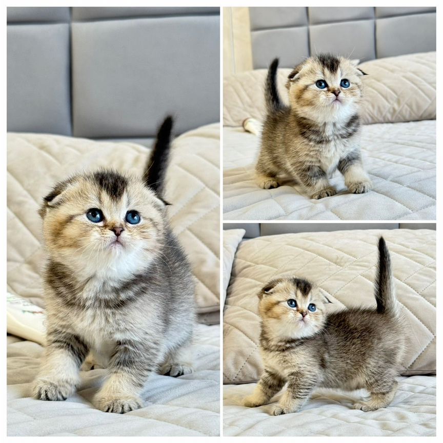 Шотландский вислоухий короткошёрстный котёнок