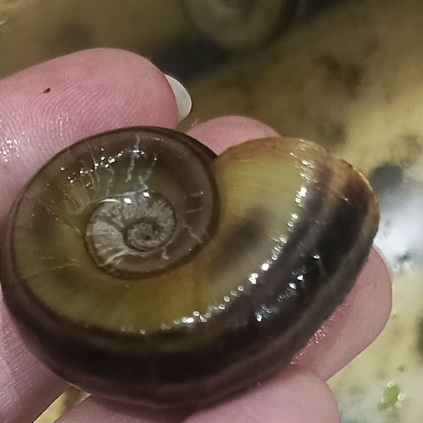 Улитки Мариза