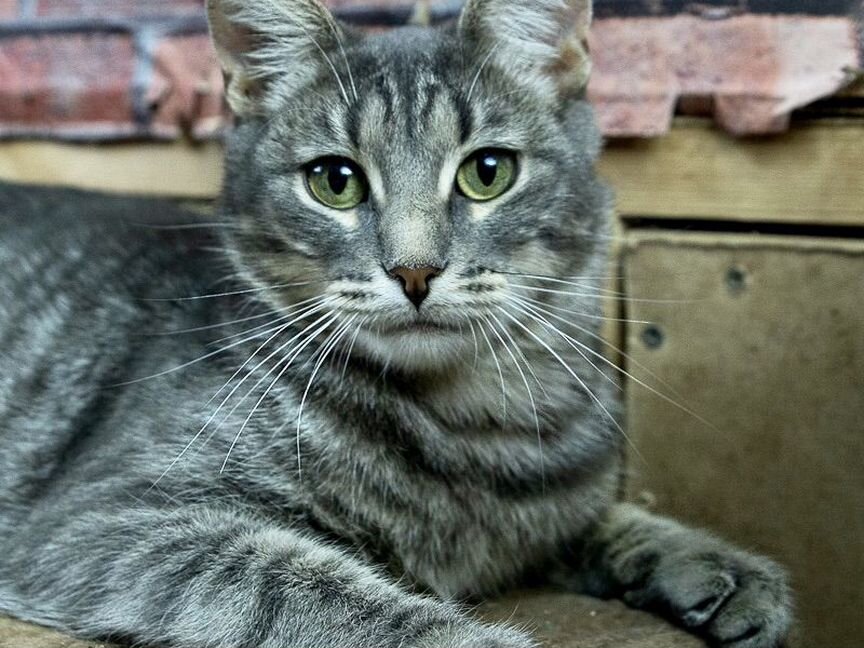 Зеленоглазая кошечка Алиса 2 года ищет дом