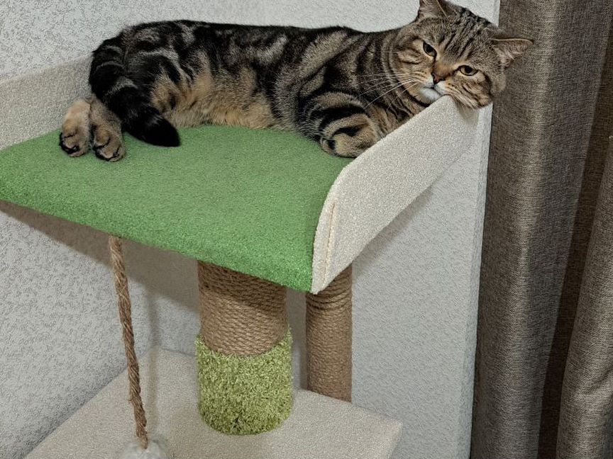 Шотландский кот вязка