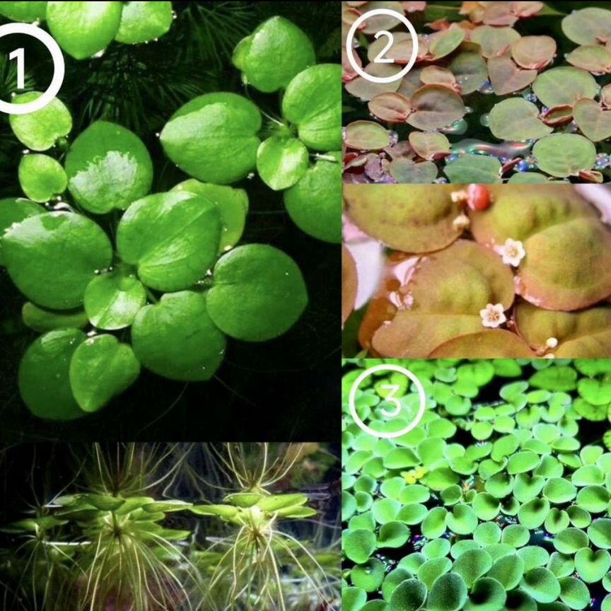 Аквариумные растения лимнобиумы и пистии