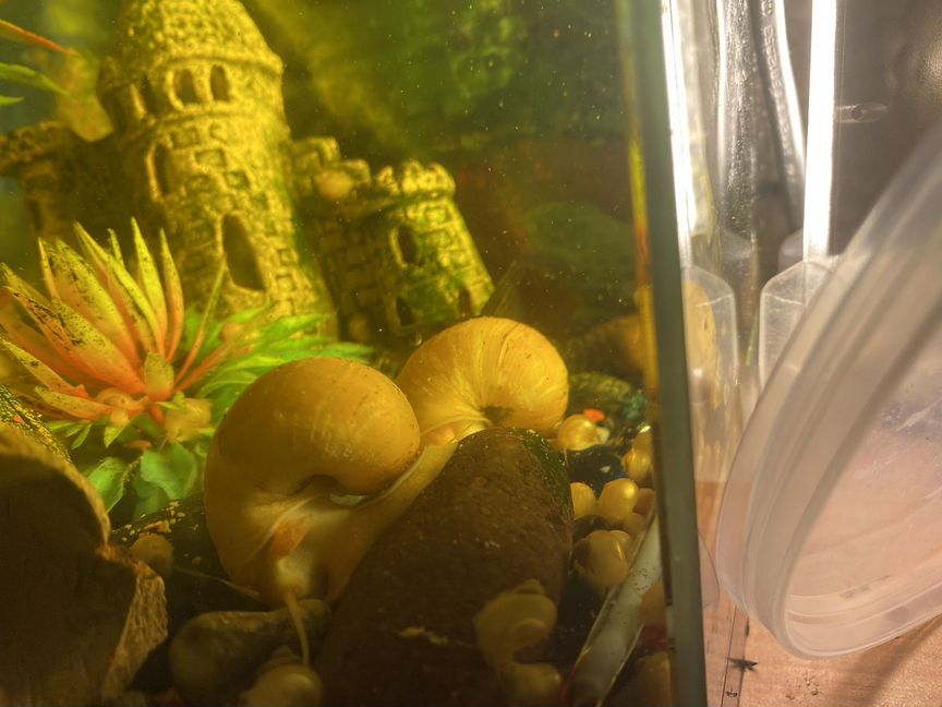 Улитки ампулярии(детки)