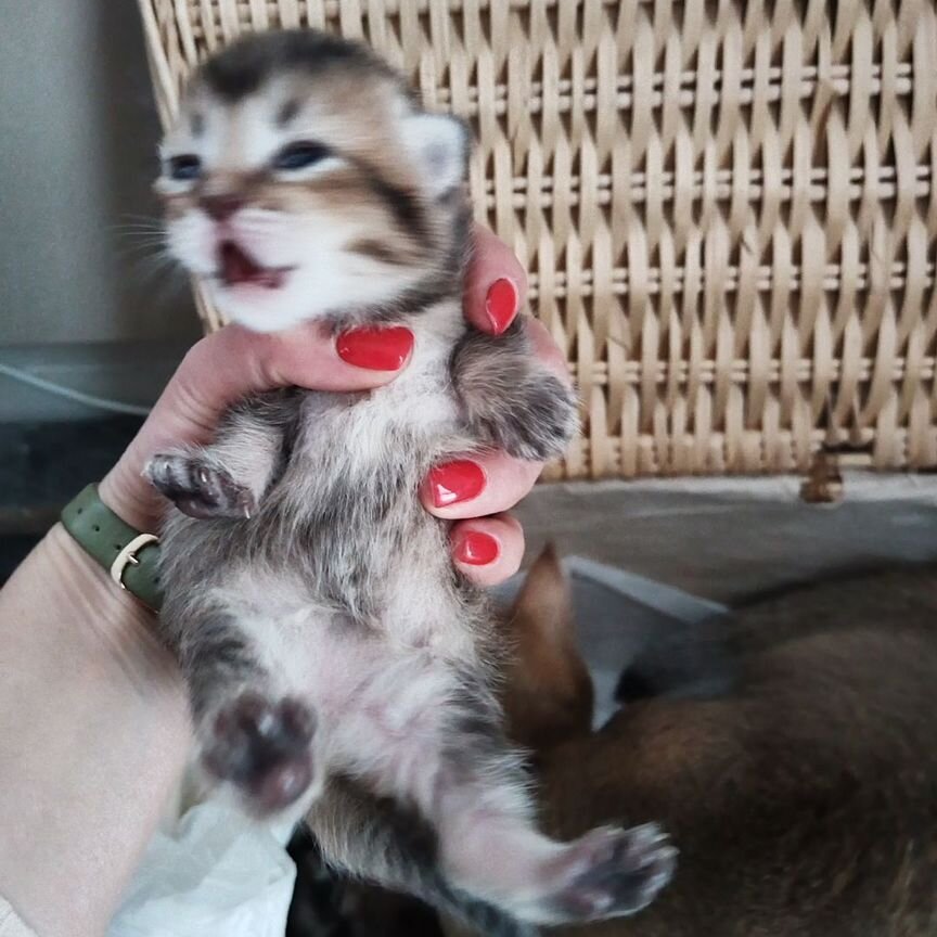 Британский короткошёрстный котёнок