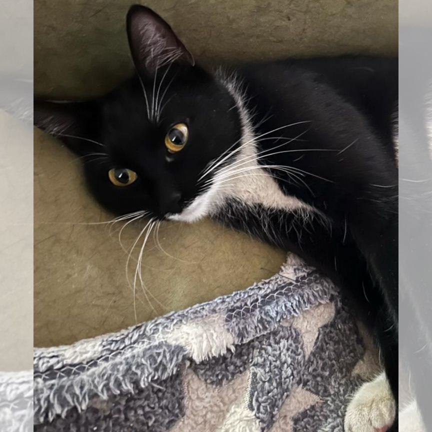 Взрослая кошка в добрые руки