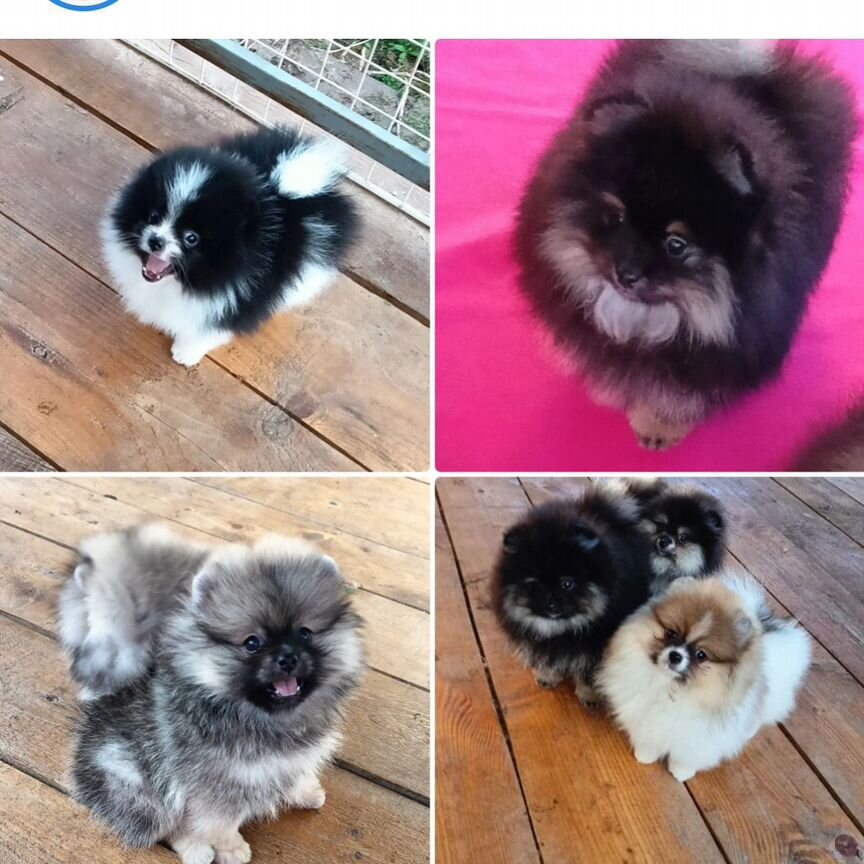 Пушистые ангелочки