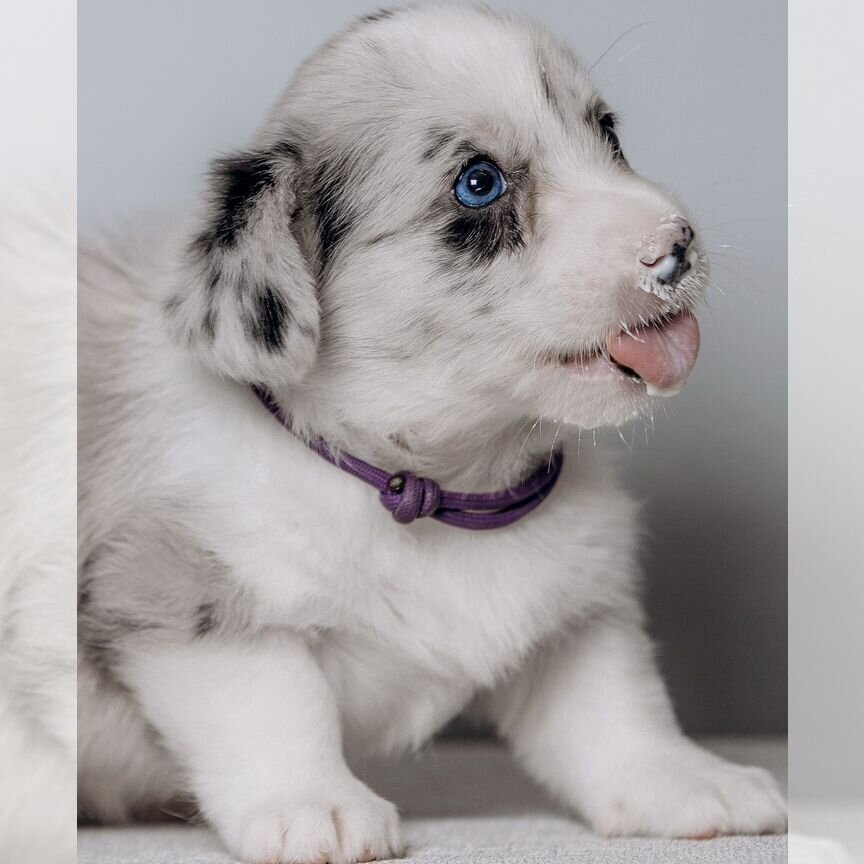 Вельш Корги Кардиган, щенок