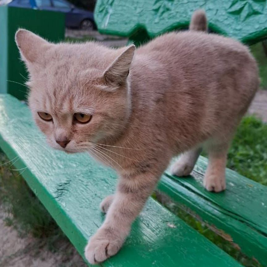 Британская кошка
