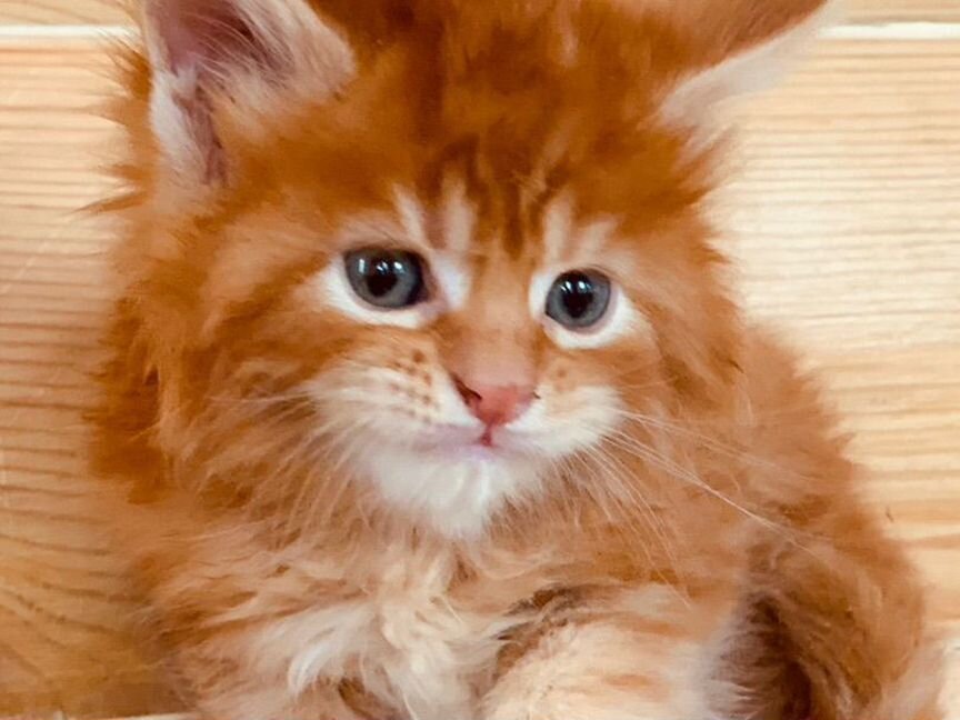 Полидактильные кошечки мейн кун с документами