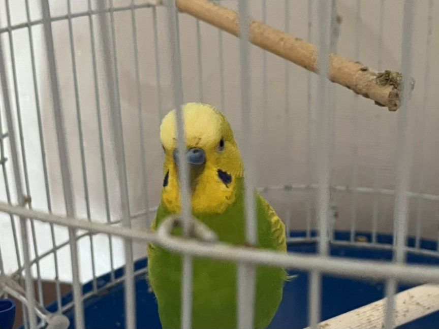 Ручной говорящий попугай волнистый