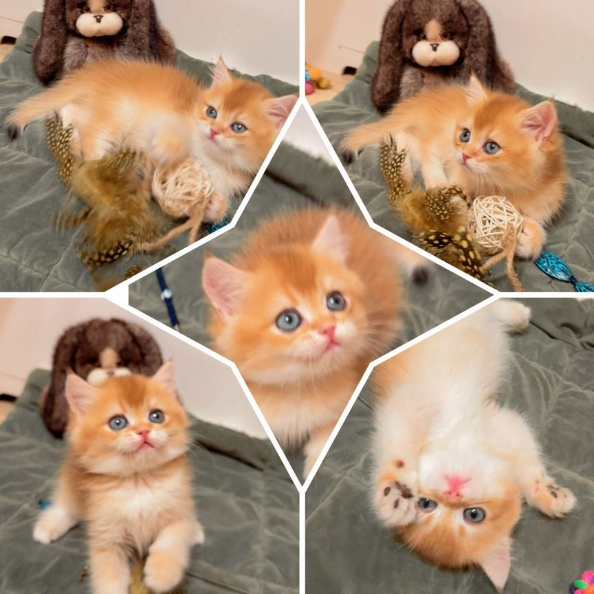 Британский короткошёрстный котёнок