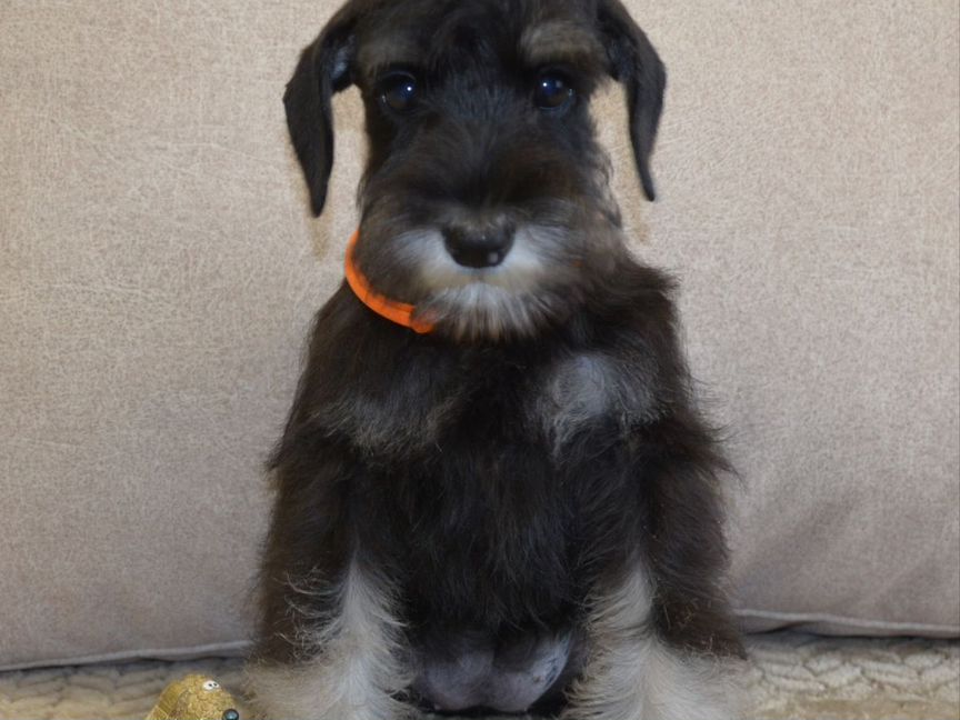 Щенки цвергшнауцера окрас черный с серебром