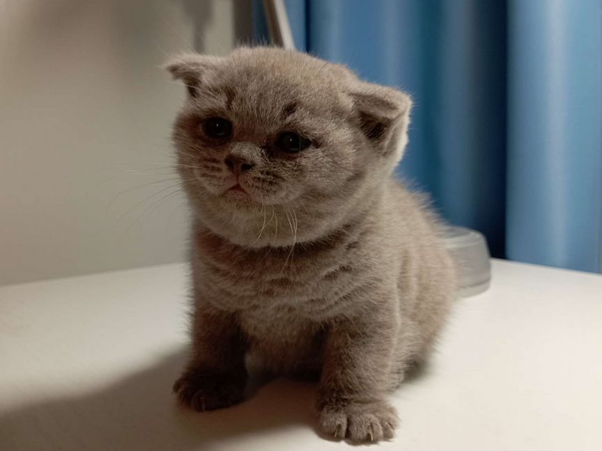 Шотландские котята