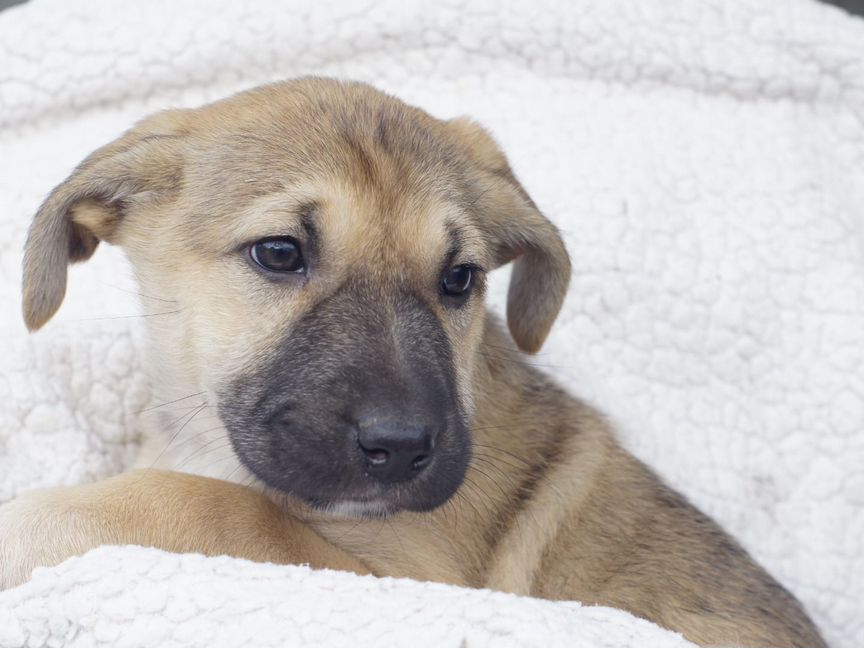 Щенок в добрые руки