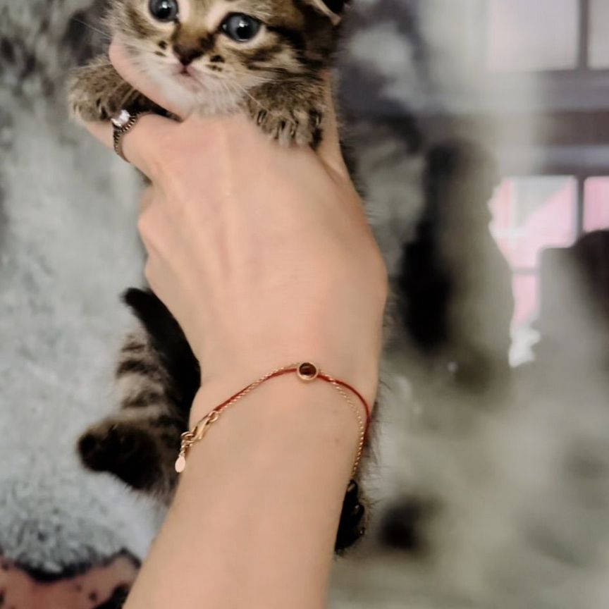 Шотландские вислоухие котята