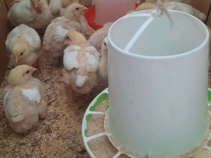 Цыплята бройлера