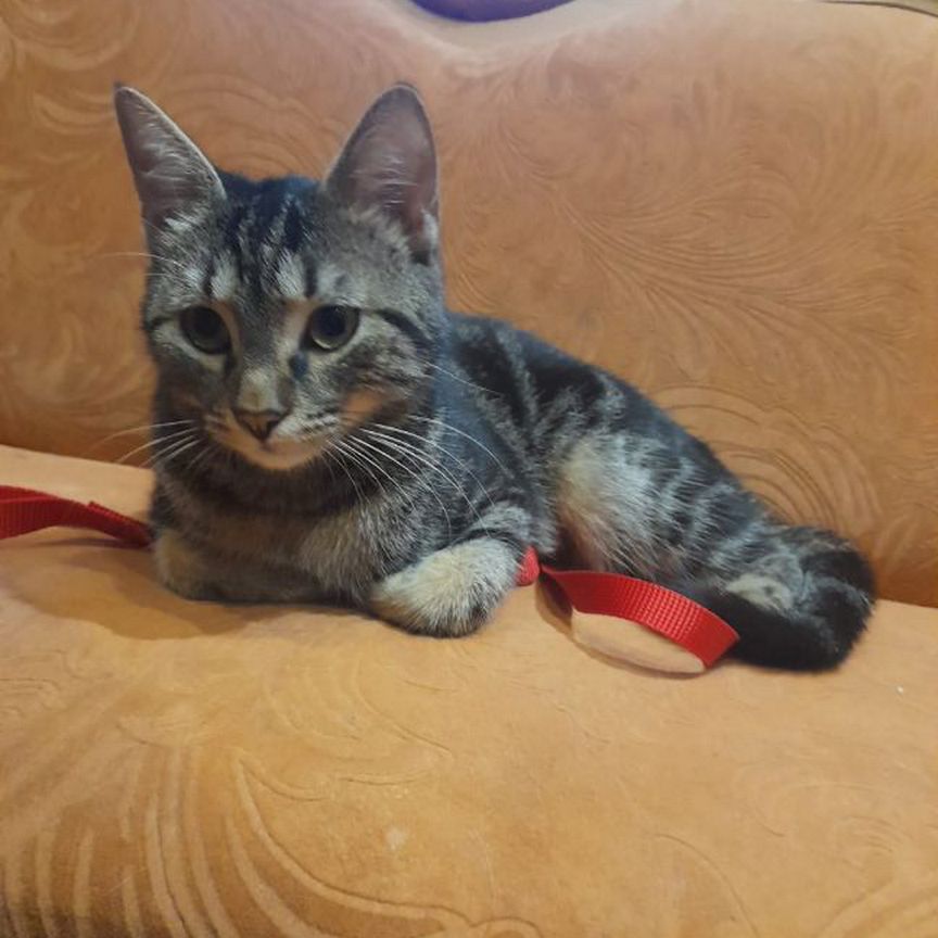 Отдам котеночку в добрые руки