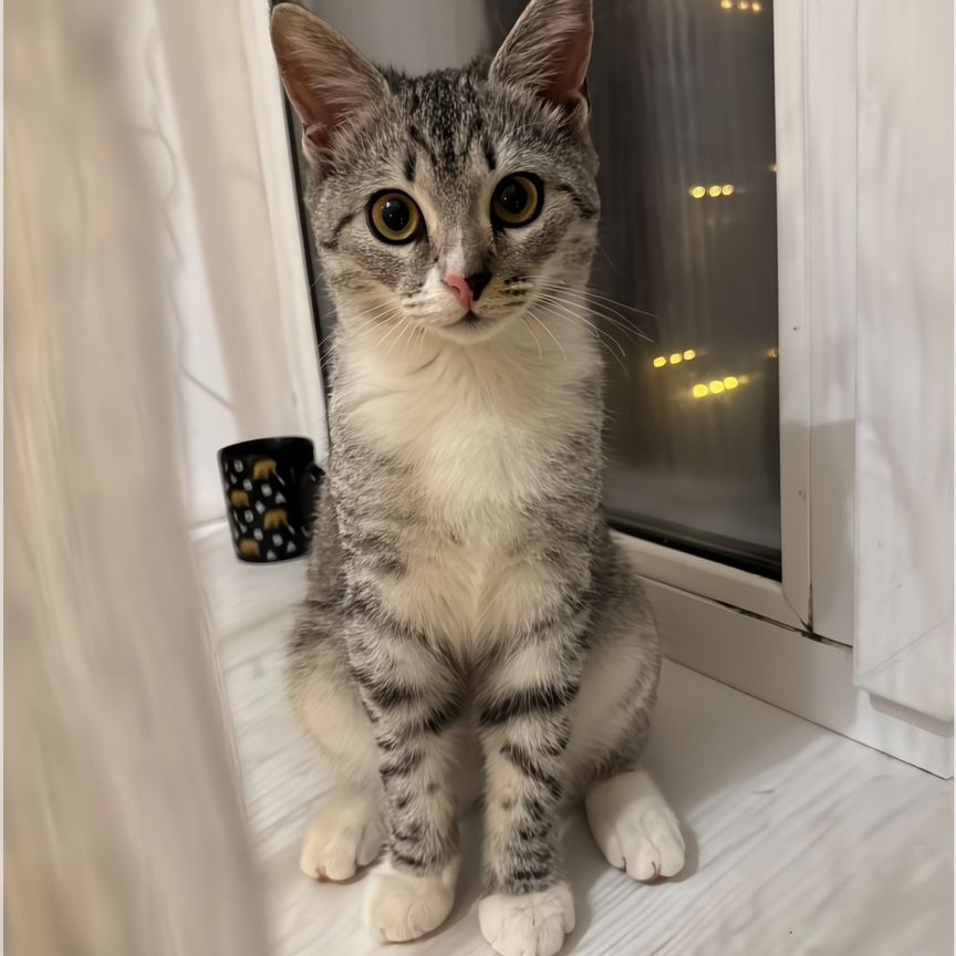 Котёнок в добрые руки