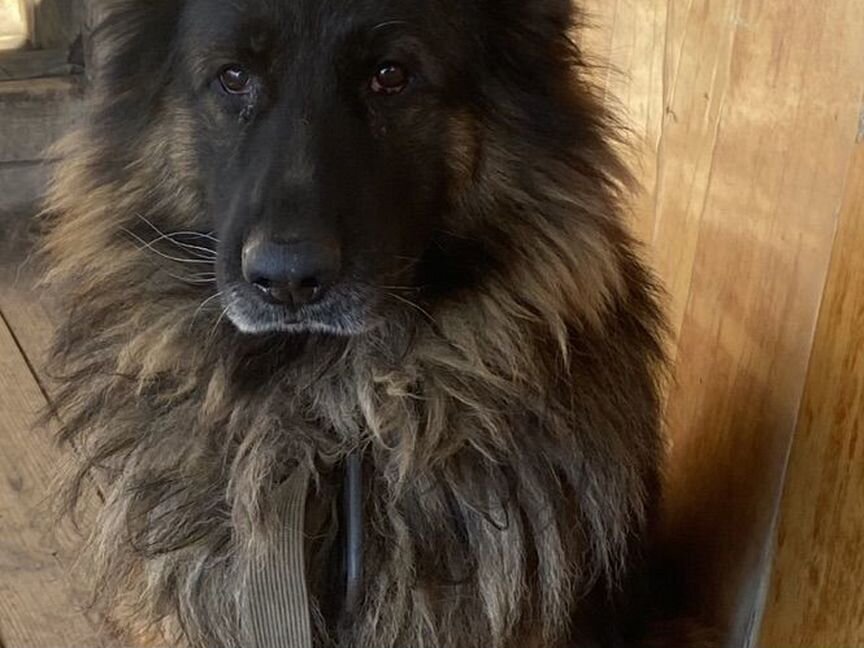 Немецкая овчарка кабел вдобрые руки