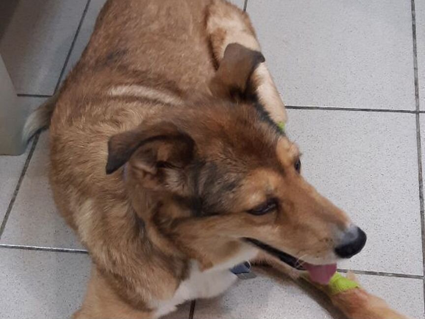 Старушка из приюта