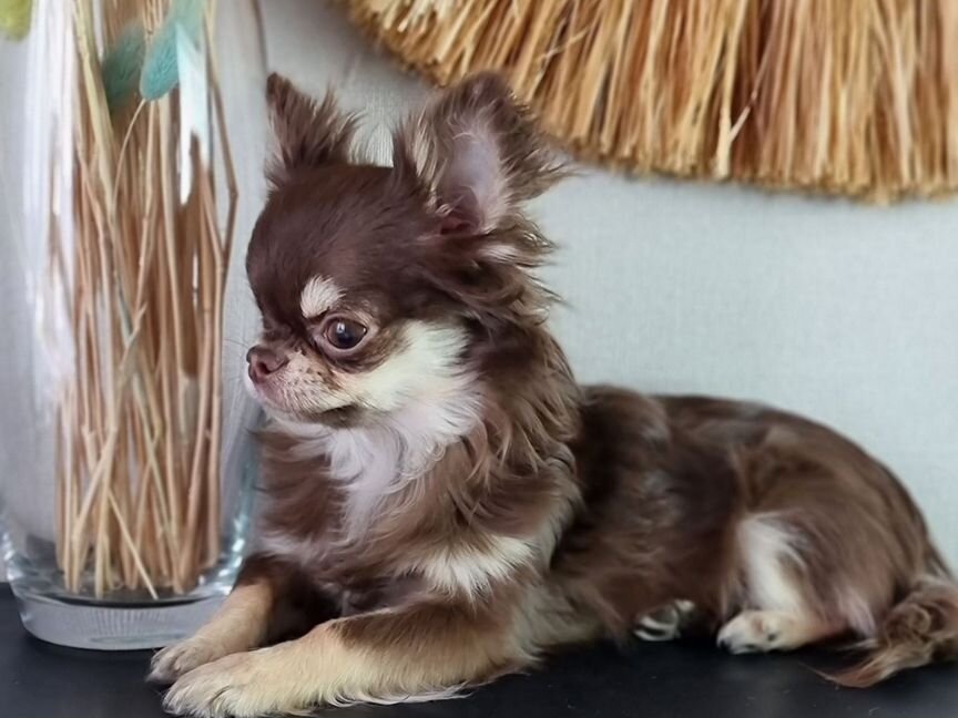 Супер мини малыш с особенностью