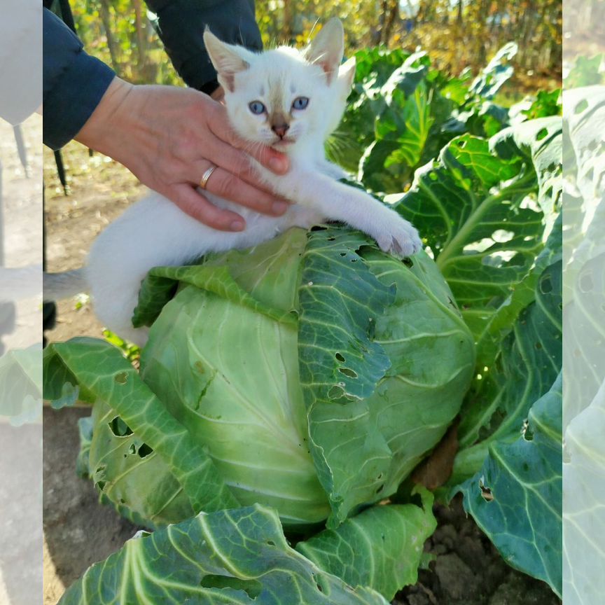 Бенгальские котята