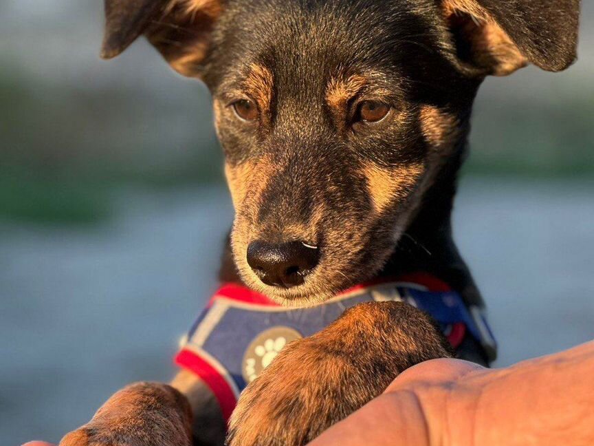 Собаребенок Чаплин ищет собачье счастье